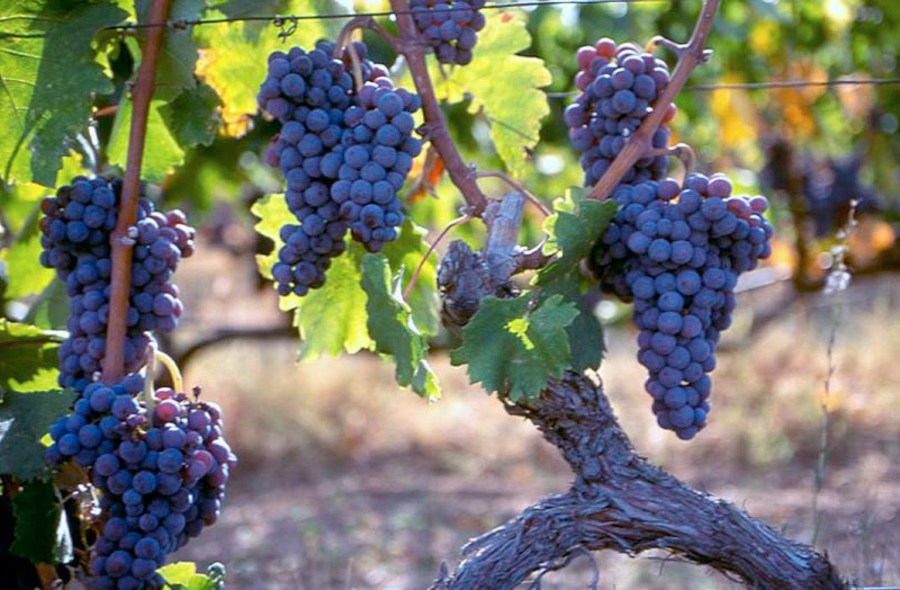 Cépages grecs 101 – Chez Julien